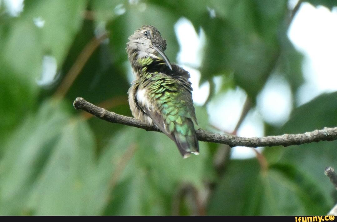 Hummingbird memes. Best Collection of funny Hummingbird pictures on iFunny