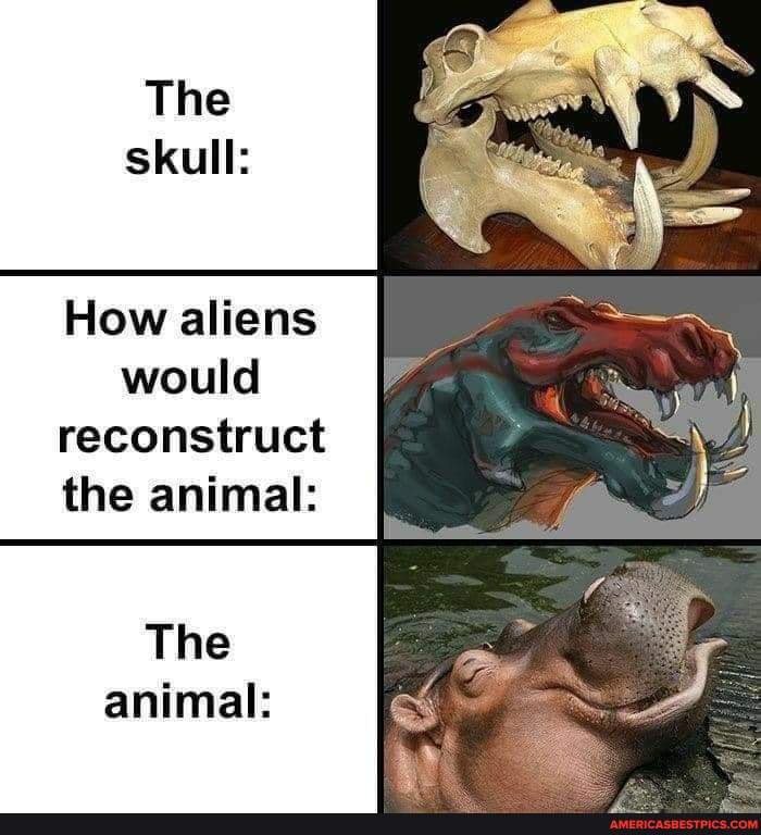 The skull: How aliens would reconstruct the animal: The animal ...