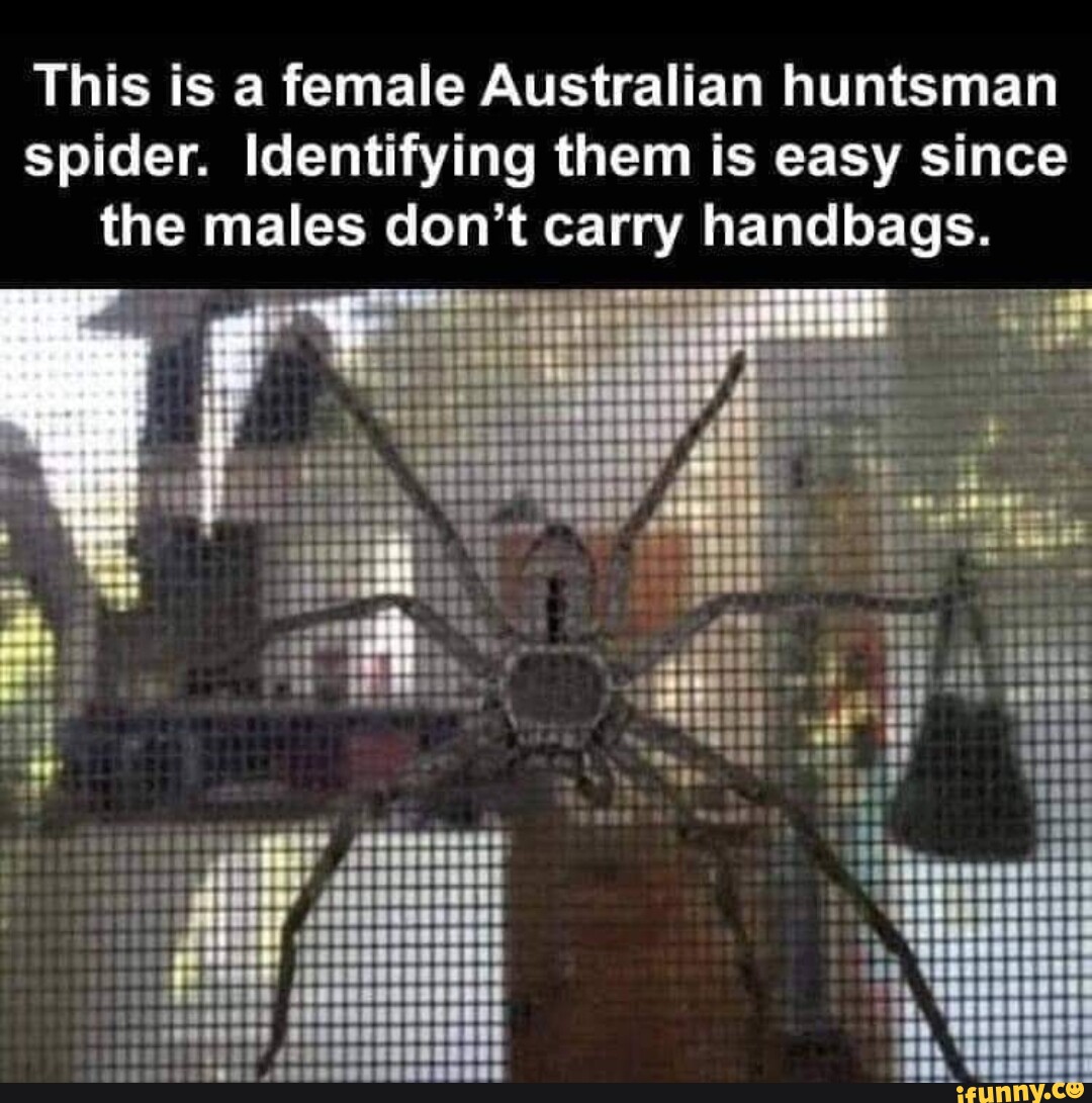 Handbags memes. Best Collection of funny Handbags pictures on iFunny