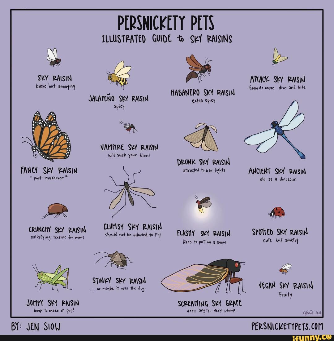 Persnickety memes. Best Collection of funny Persnickety pictures on iFunny