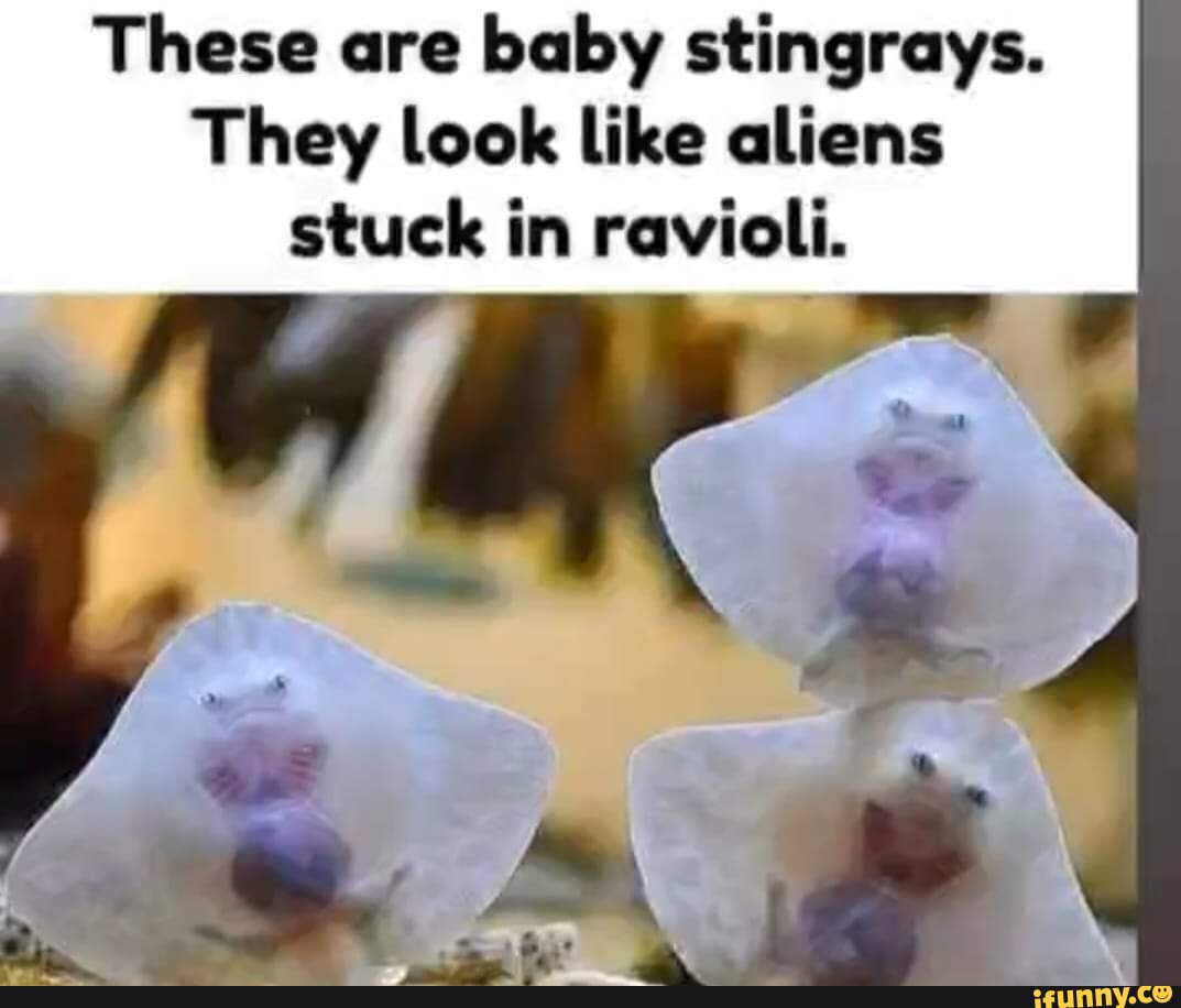 These are baby stingrays. They look like aliens stuck in ravioli. - iFunny