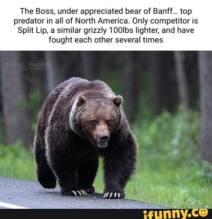 The Boss, under appreciated bear of Banff... top predator in all of ...