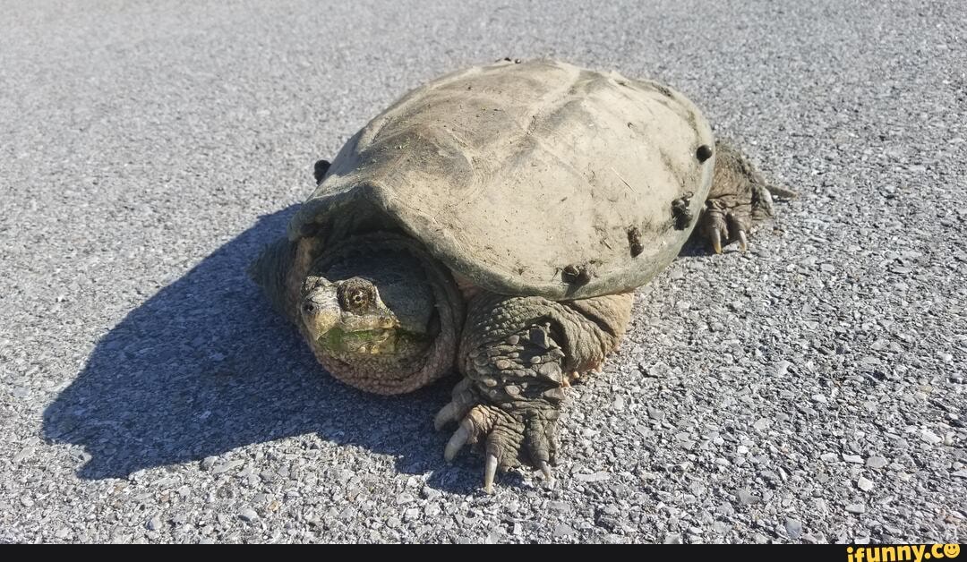 I_like_turtles memes. Best Collection of funny I_like_turtles pictures ...