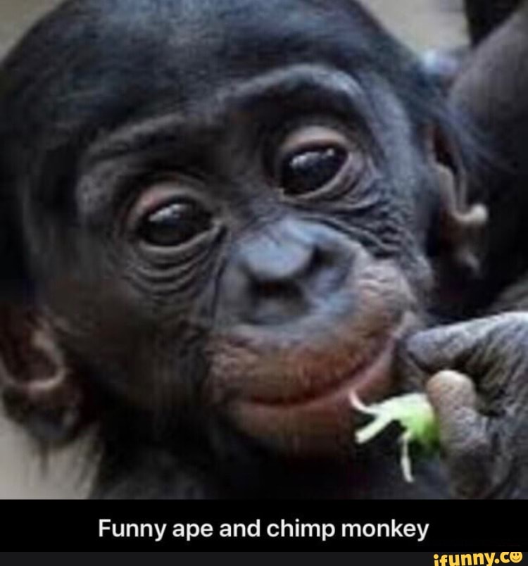 Funny ape and chimp monkey - iFunny