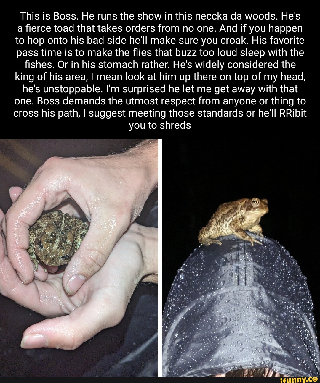 Toads memes. Best Collection of funny Toads pictures on iFunny