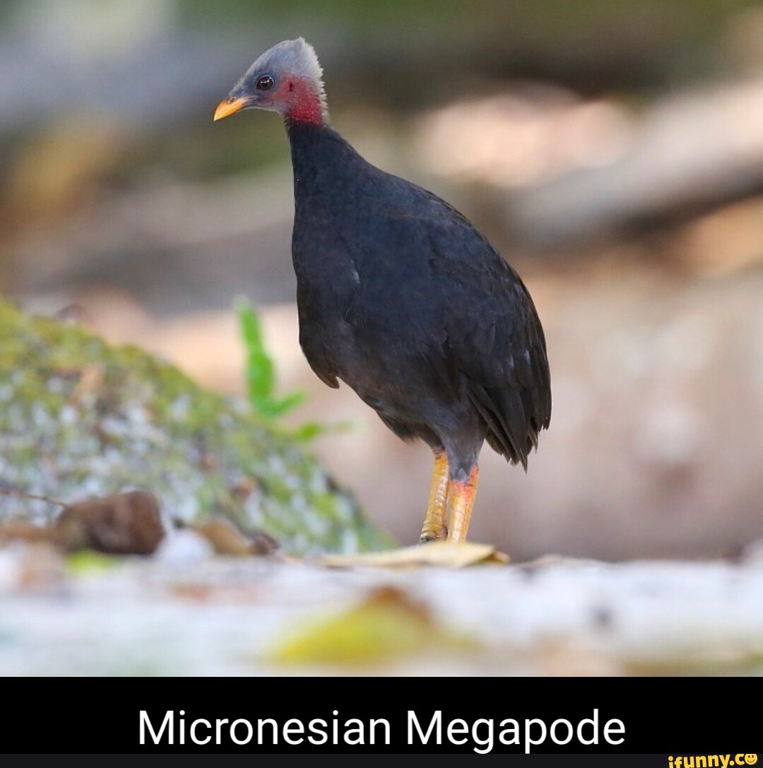 Megapode memes. Best Collection of funny Megapode pictures on iFunny