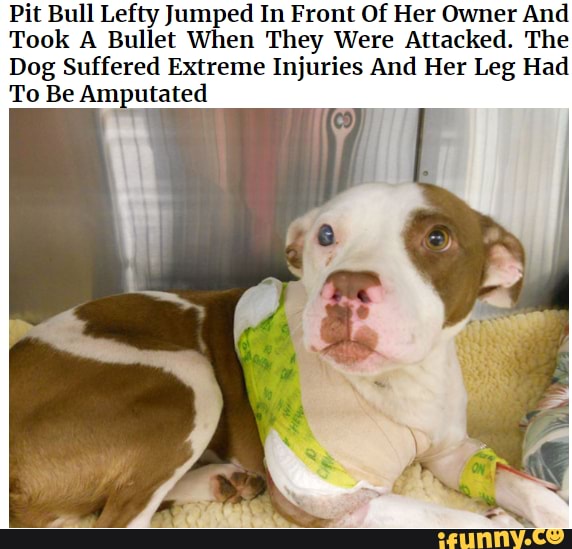 Heroic Dog Post To Improve Your Day (WW1 Lead Hero Edition) - Pit Bull ...