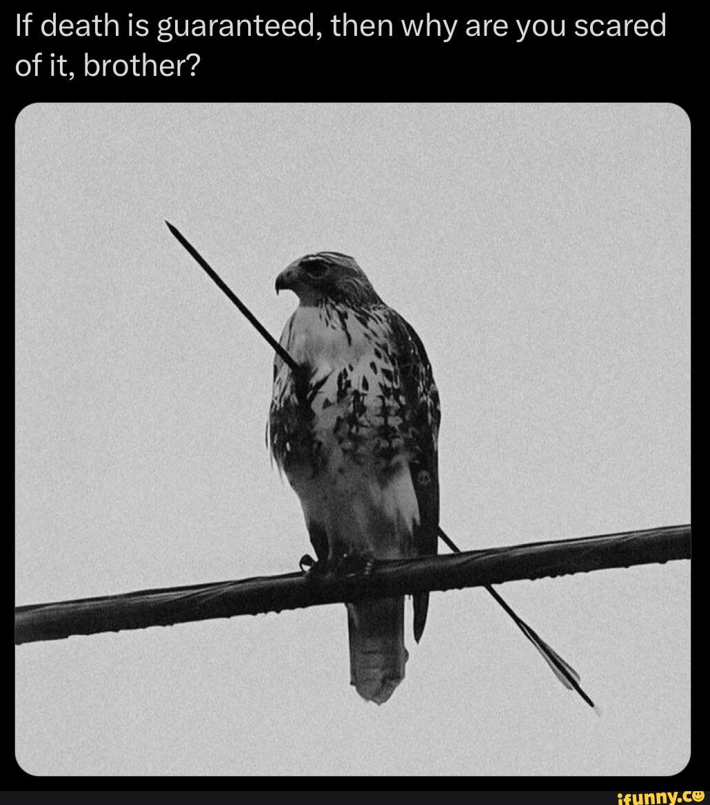 If death is guaranteed, then why are you scared of it, brother? - iFunny