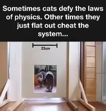 Sometimes cats defy the laws of physics. Other times they just flat out ...