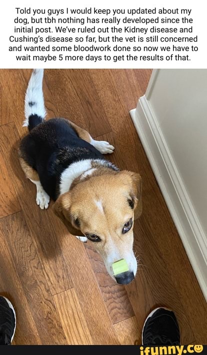 Cushings memes. Best Collection of funny Cushings pictures on iFunny