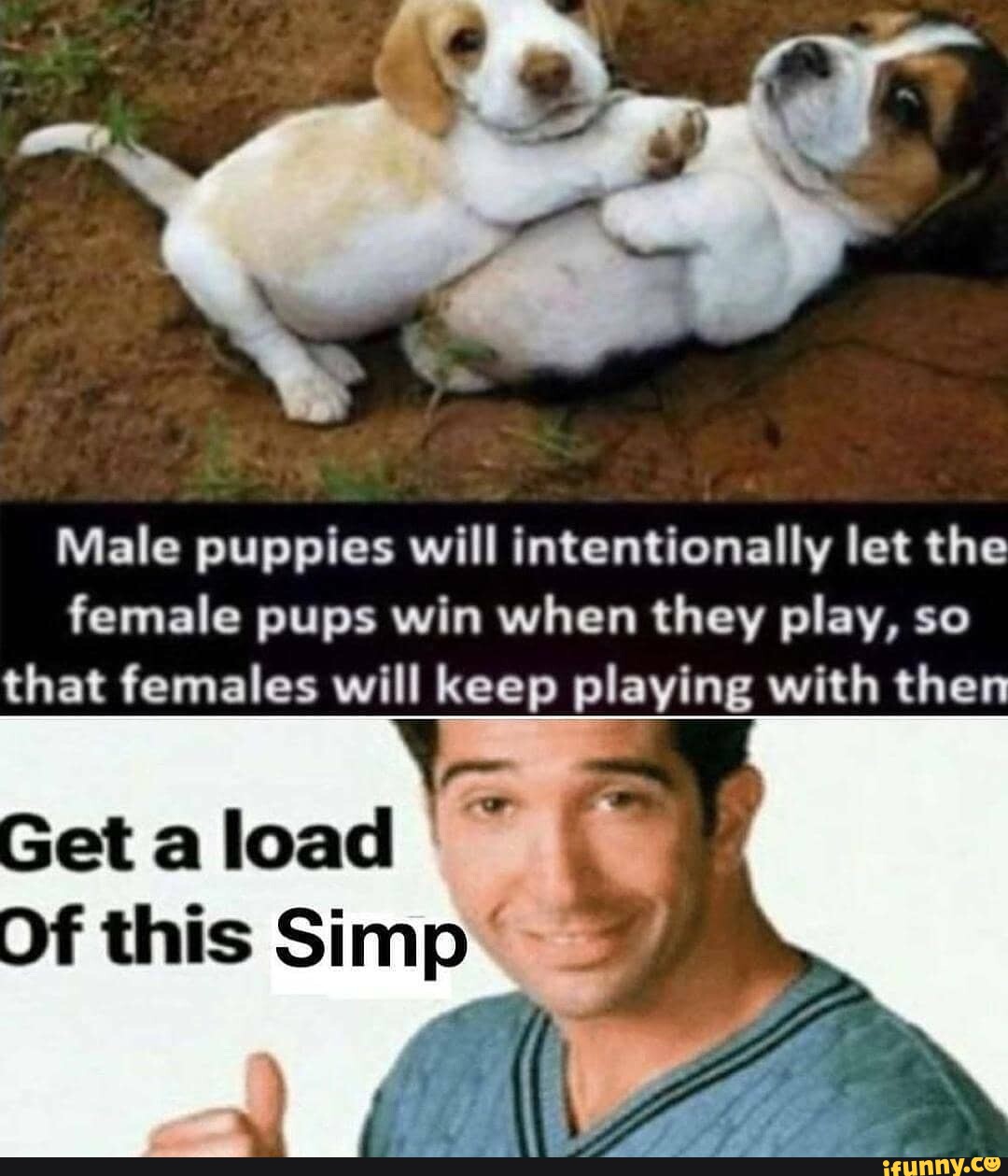 Male puppies will intentionally let the female pups win when they play ...