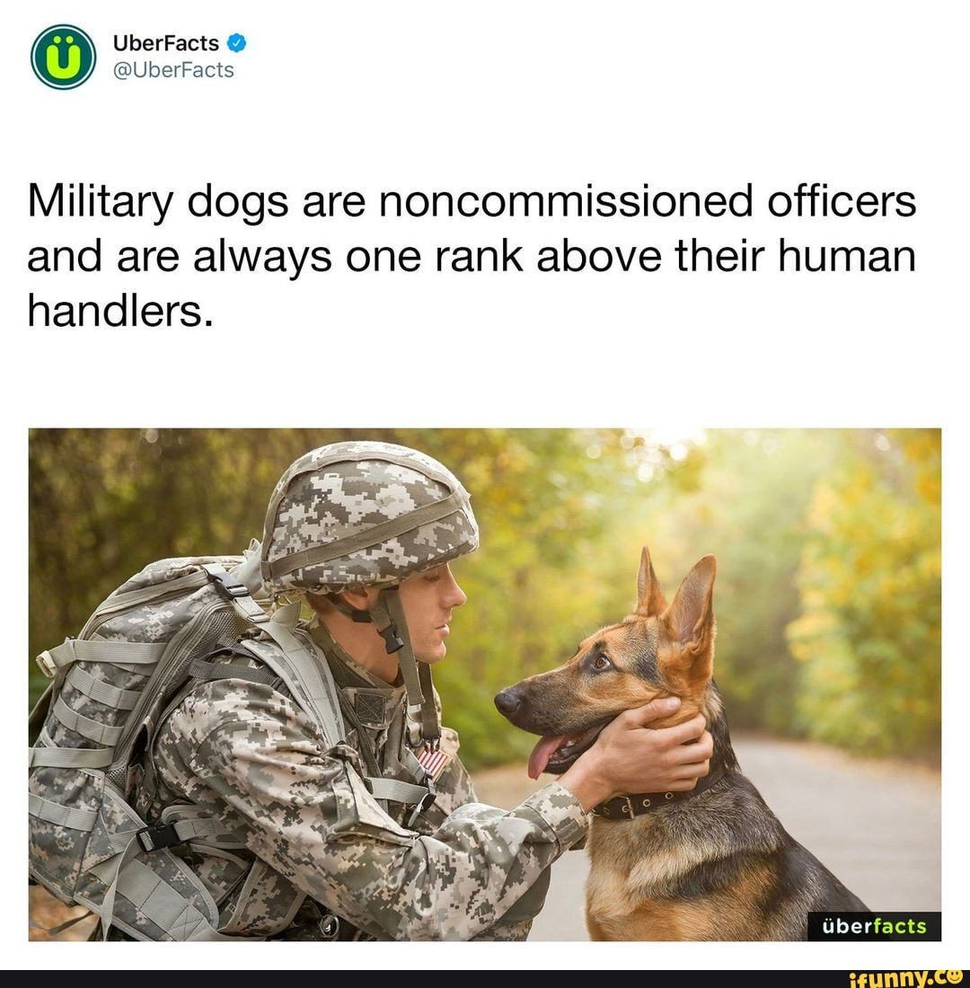 UberFacts @UberFacts Military dogs are noncommissioned officers and are ...