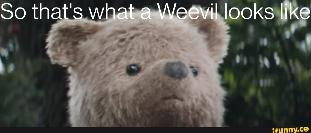 Weevil memes. Best Collection of funny Weevil pictures on iFunny