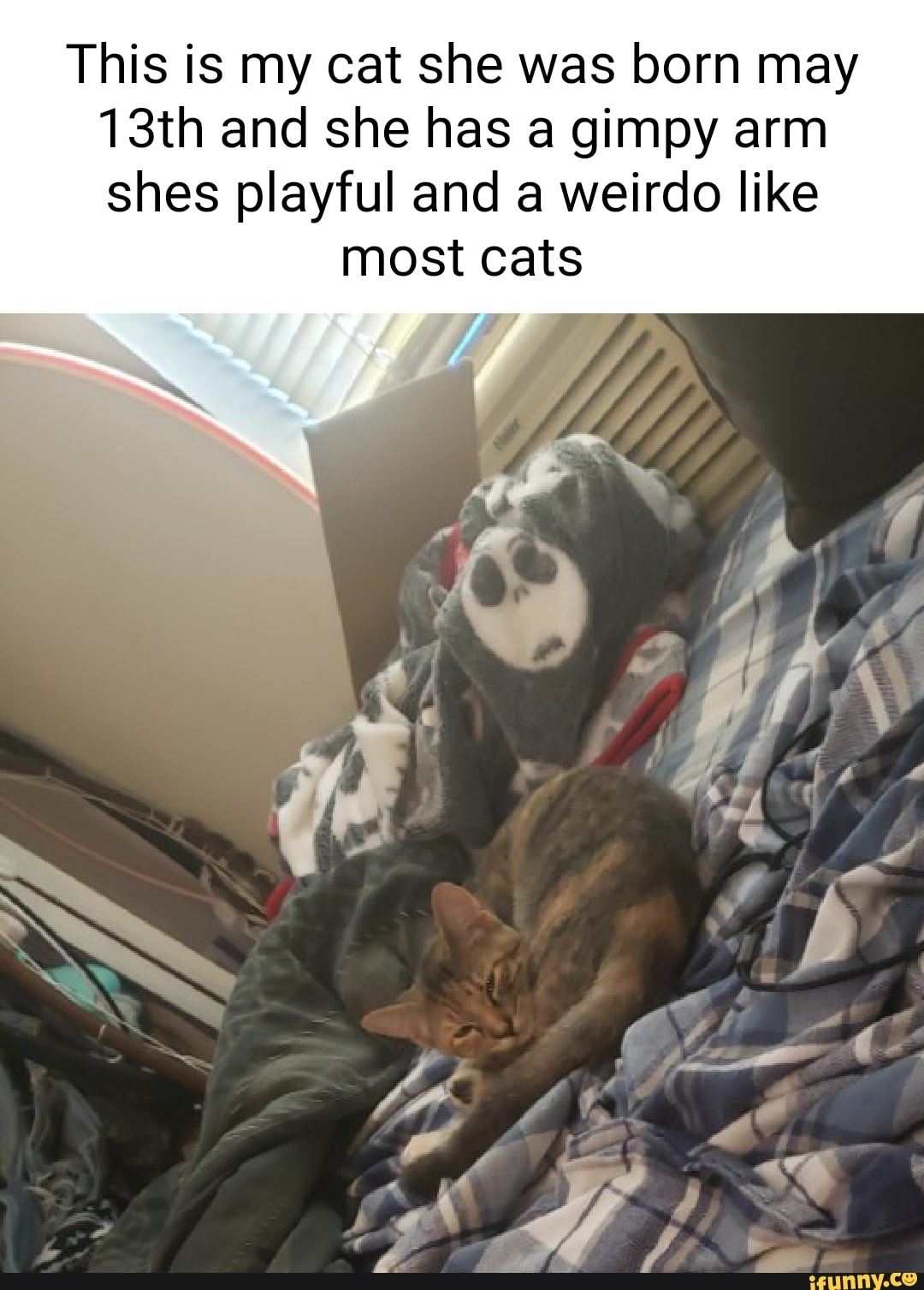 This is my cat she was born may 13th and she has a gimpy arm shes ...