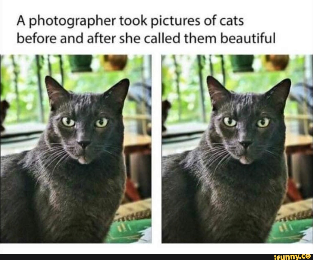 A photographer took pictures of cats before and after she called them ...