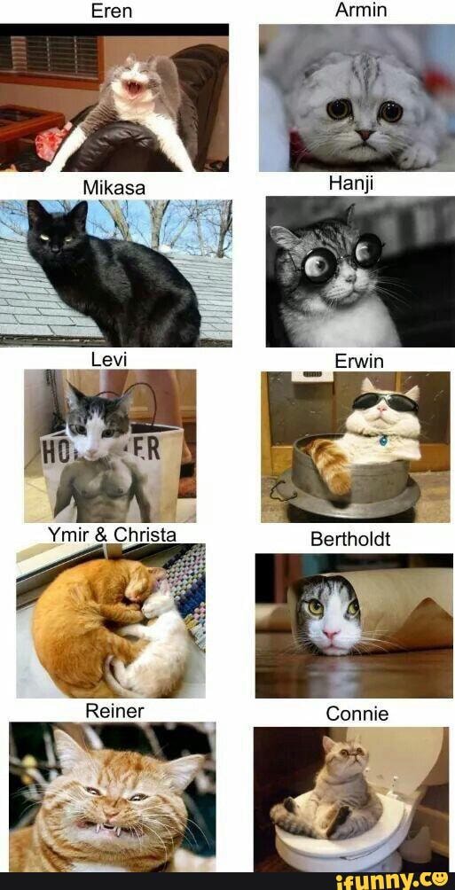 Ymir memes. Best Collection of funny Ymir pictures on iFunny