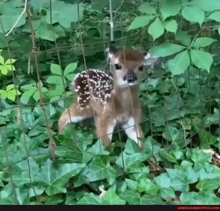 Picture memes MAH6ZClUA by weasel16_2get8_2021: 4 comments - America’s ...