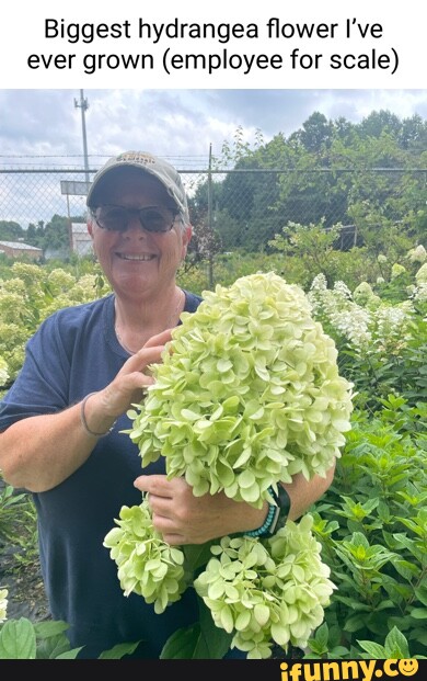 Hydrangea memes. Best Collection of funny Hydrangea pictures on iFunny