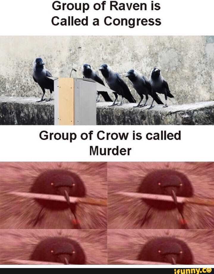 Group of Raven is Called a Congress Group of Crow is called Murder - iFunny