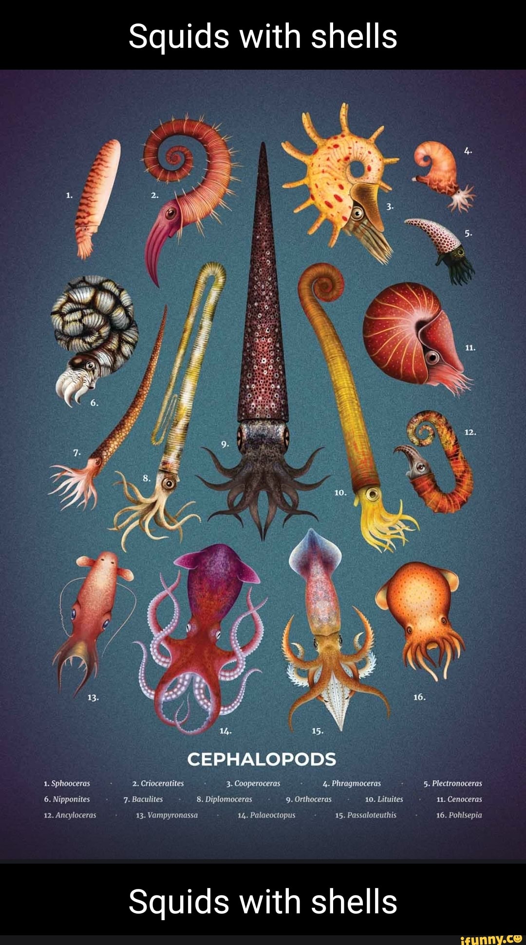 Orthoceras memes. Best Collection of funny Orthoceras pictures on iFunny