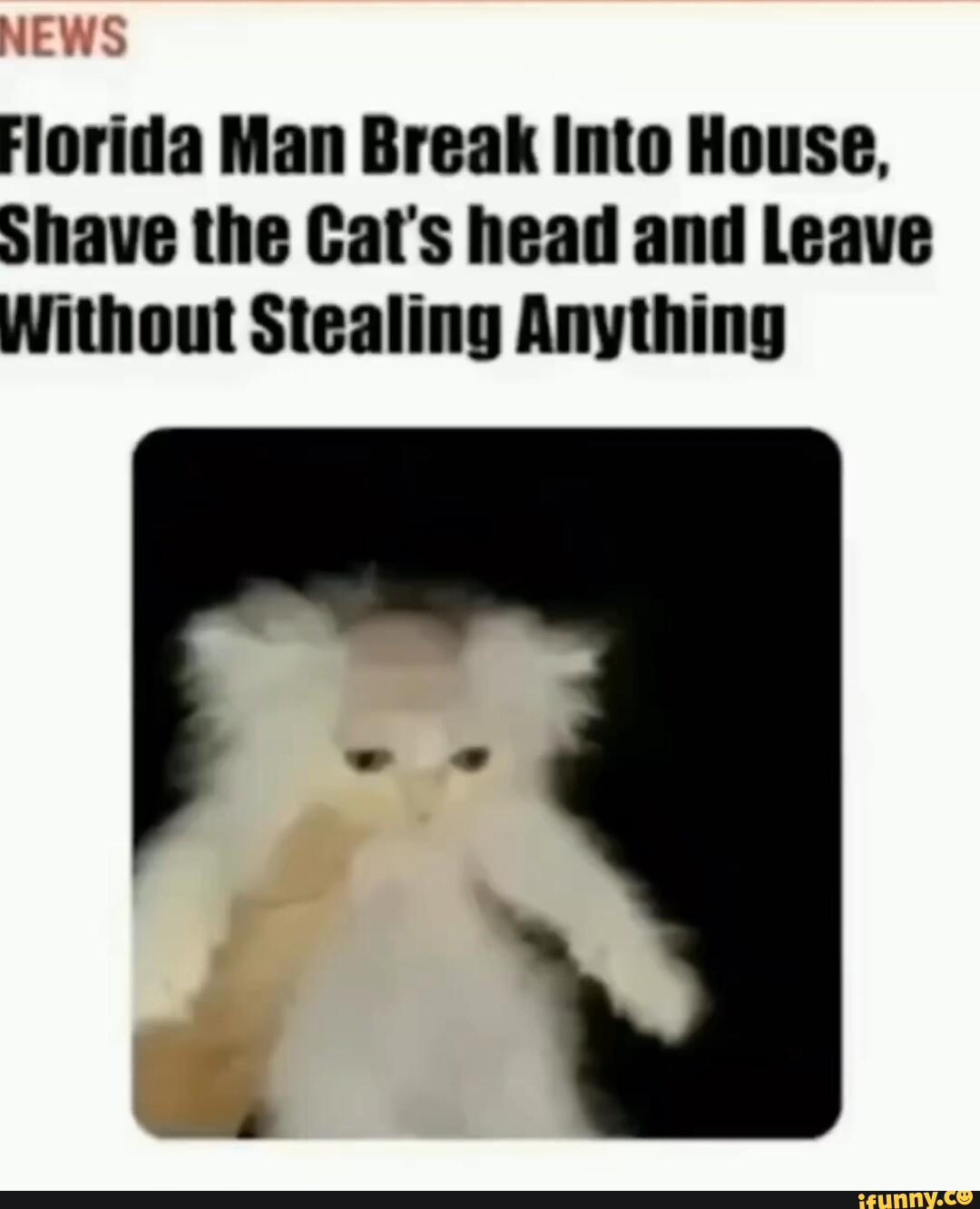 NEWS Florida Man Break Into House, Shave the Cat's head and Leave ...