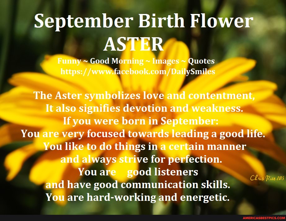 September Birth Flower ASTER Funny,~ Good Morning images Quotes ...