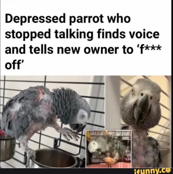 Depressed parrot who stopped talking finds voice and tells new owner to ...
