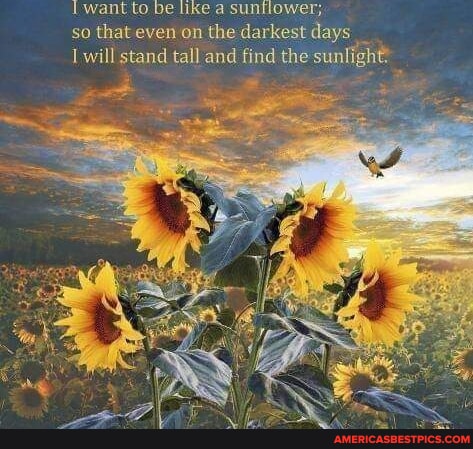 Want to be like a suntiower; so that even on the darkest days will ...