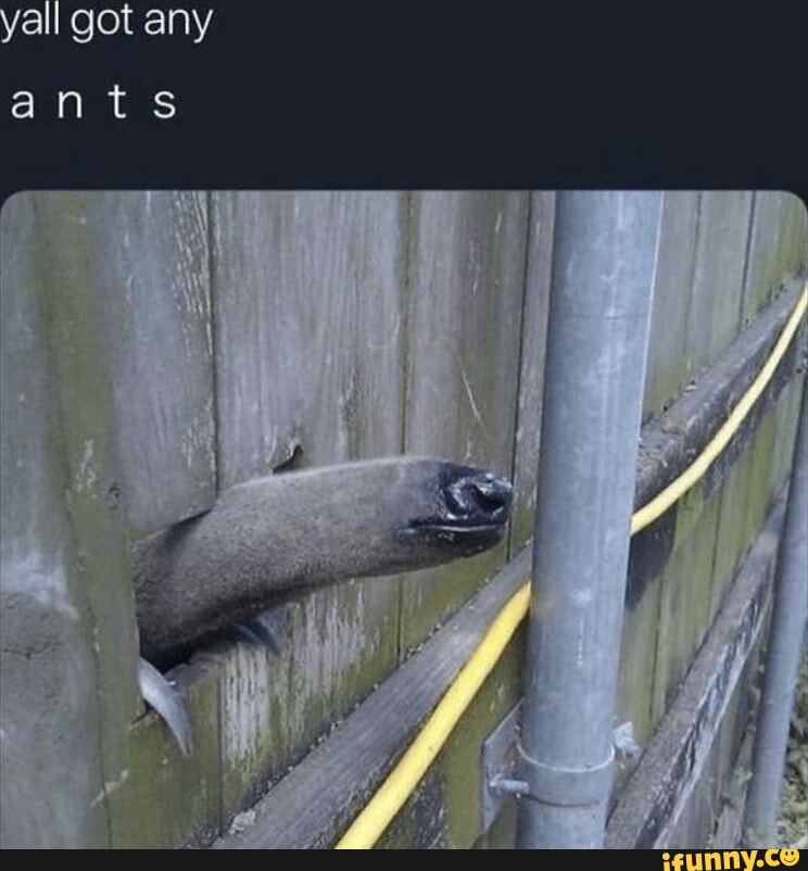 Ants memes. Best Collection of funny Ants pictures on iFunny