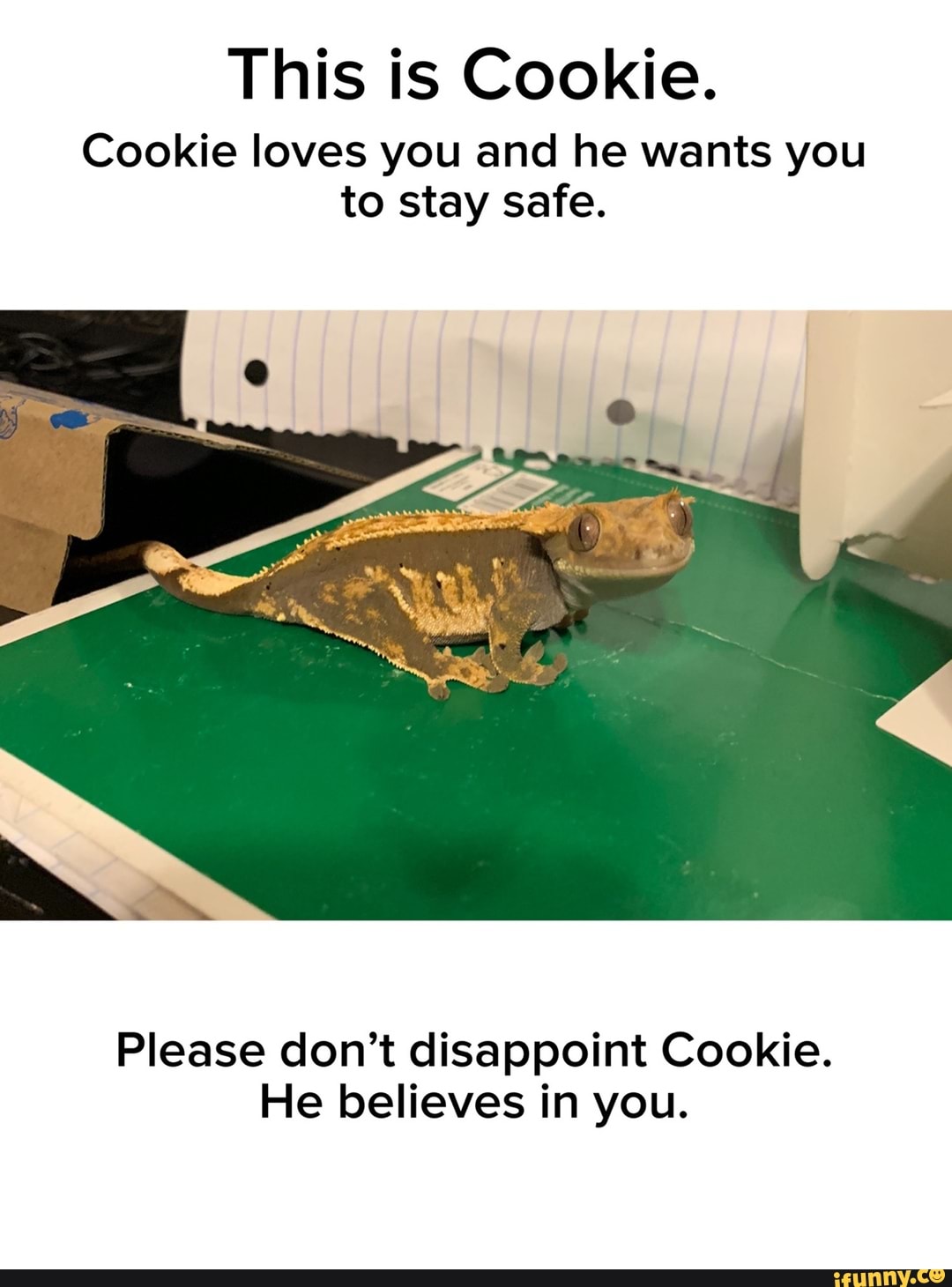 This is Cookie. Cookie loves you and he wants you to stay safe. Please ...