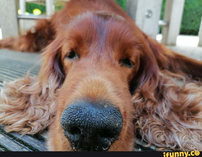 Irish_red_and_white_setter memes. Best Collection of funny Irish_red ...