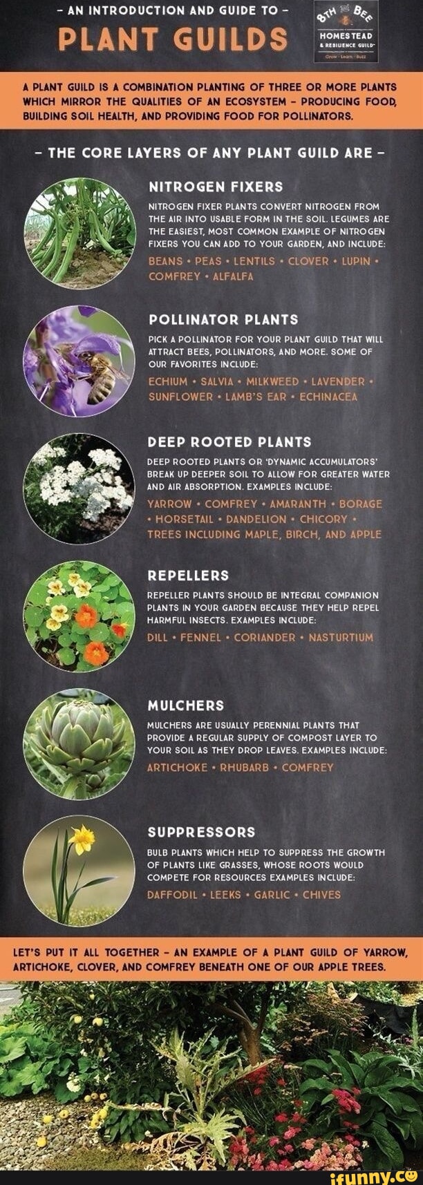 AN INTRODUCTION AND GUIDE TO PLANT GUILDS A PLANT GUILD IS A ...