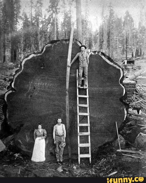 Sequoia_national_forest memes. Best Collection of funny Sequoia ...