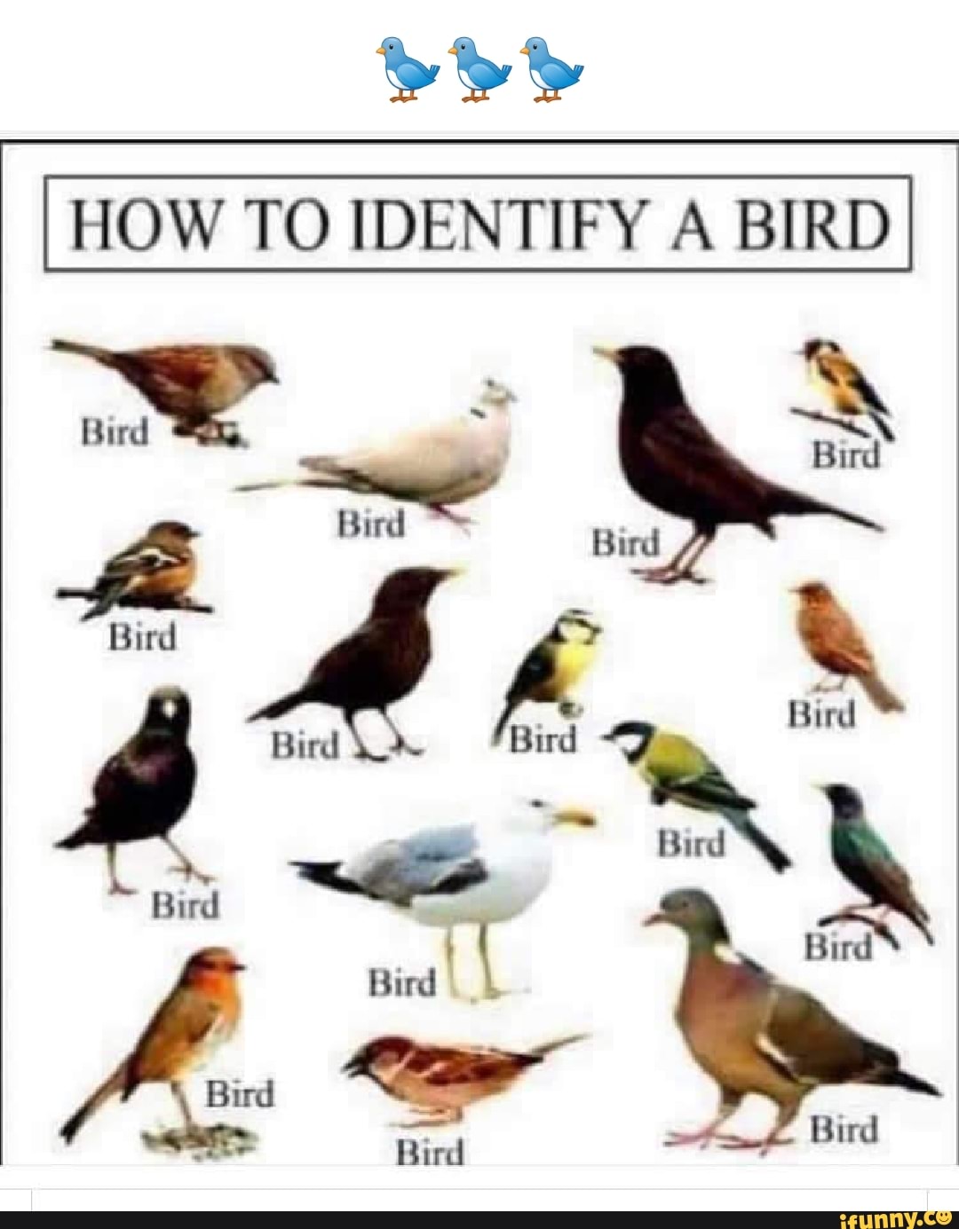 HOW TO IDENTIFY A BIRD Bird Bird Bird Bird Bird Bird Bird Bird Bird ...
