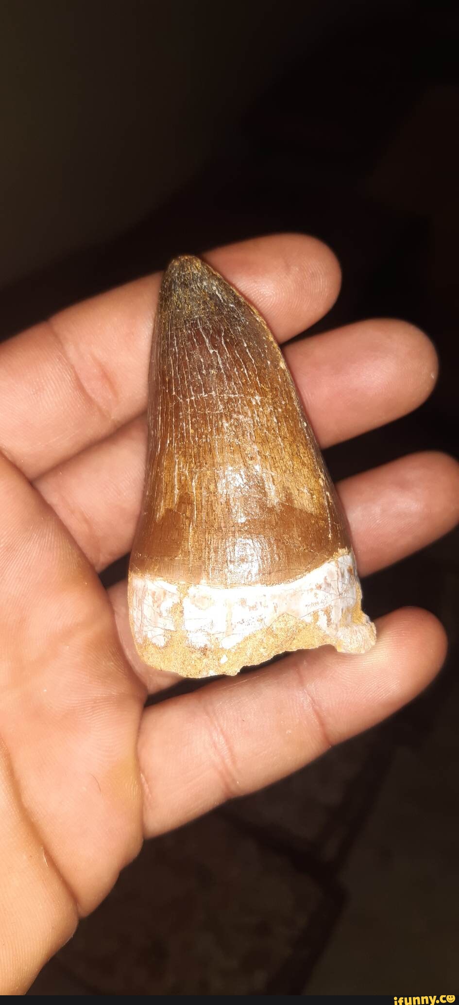 Mosasaur memes. Best Collection of funny Mosasaur pictures on iFunny