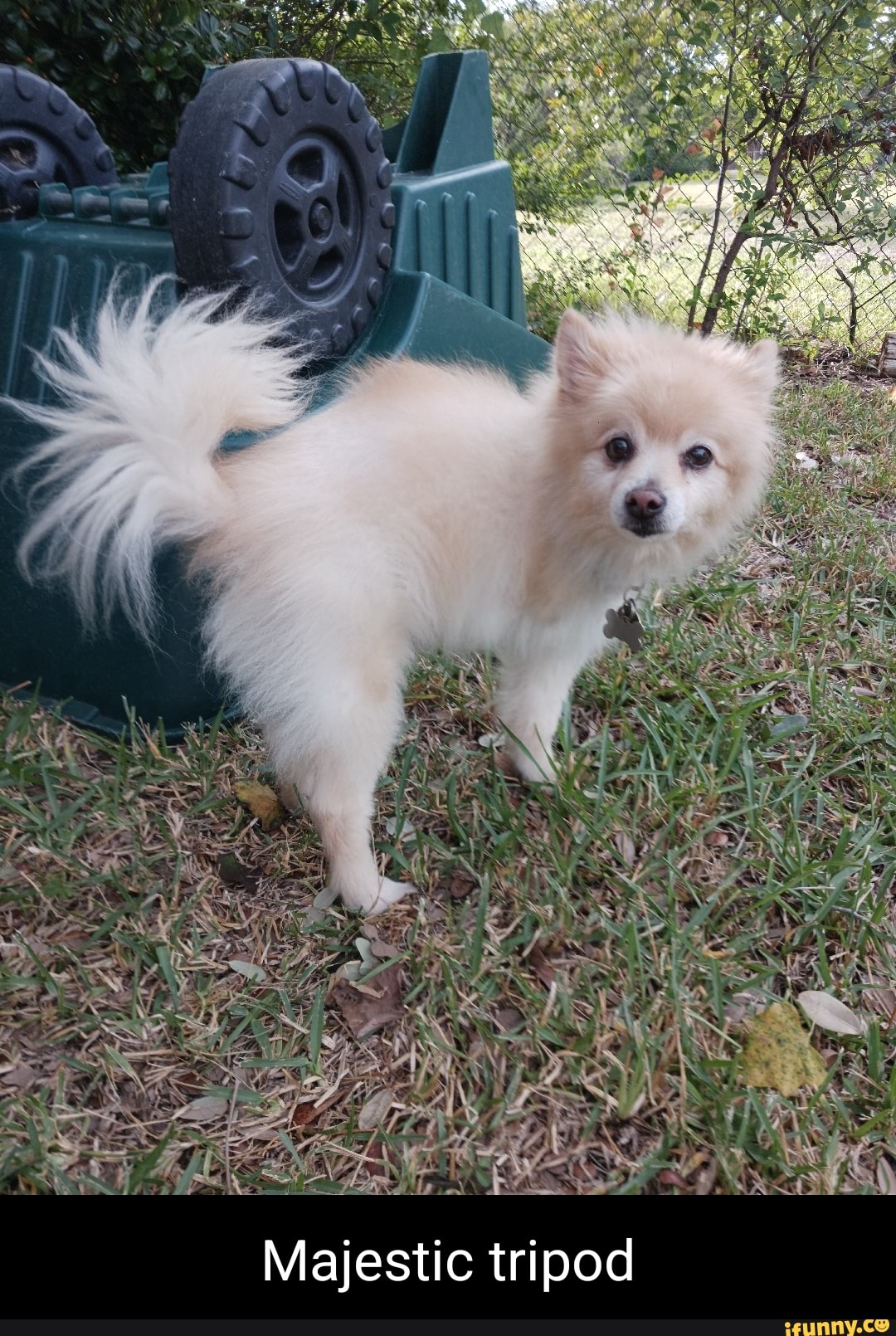 Tripod memes. Best Collection of funny Tripod pictures on iFunny