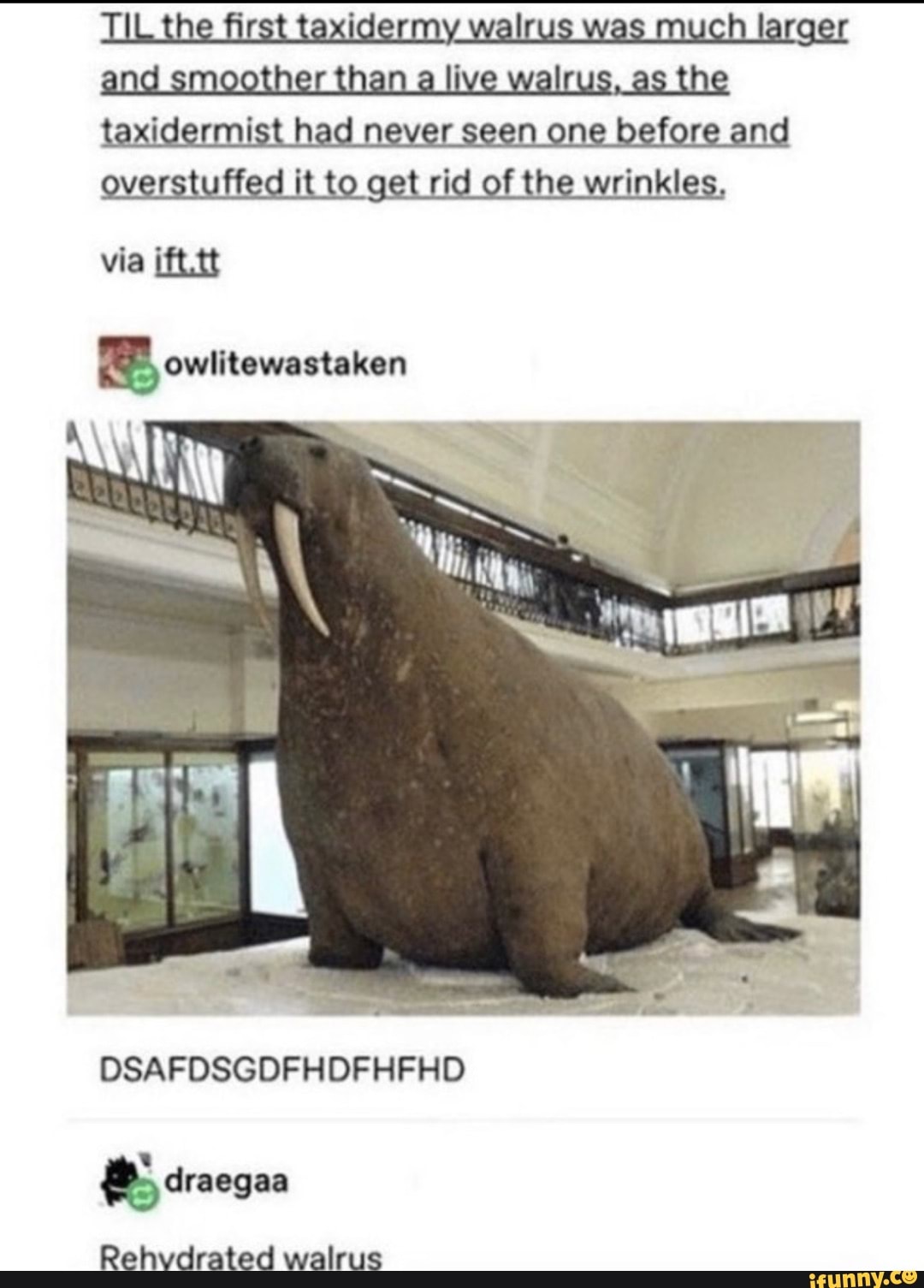Til. the first taxidermy walrus was much larger and smoother than a ...