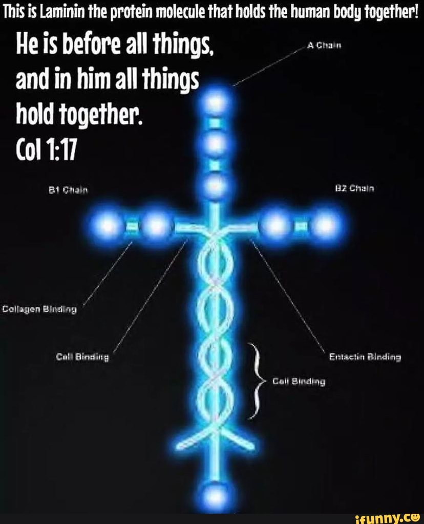 Laminin memes. Best Collection of funny Laminin pictures on iFunny