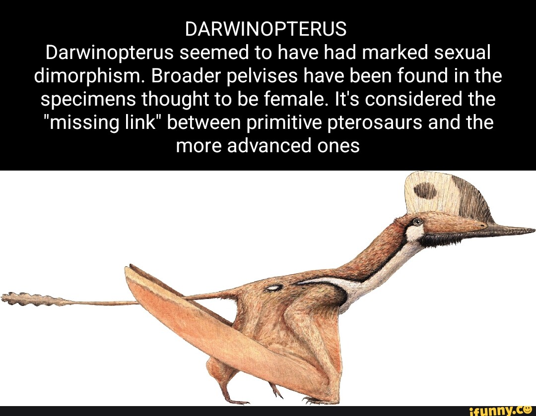 Dimorphism memes. Best Collection of funny Dimorphism pictures on iFunny