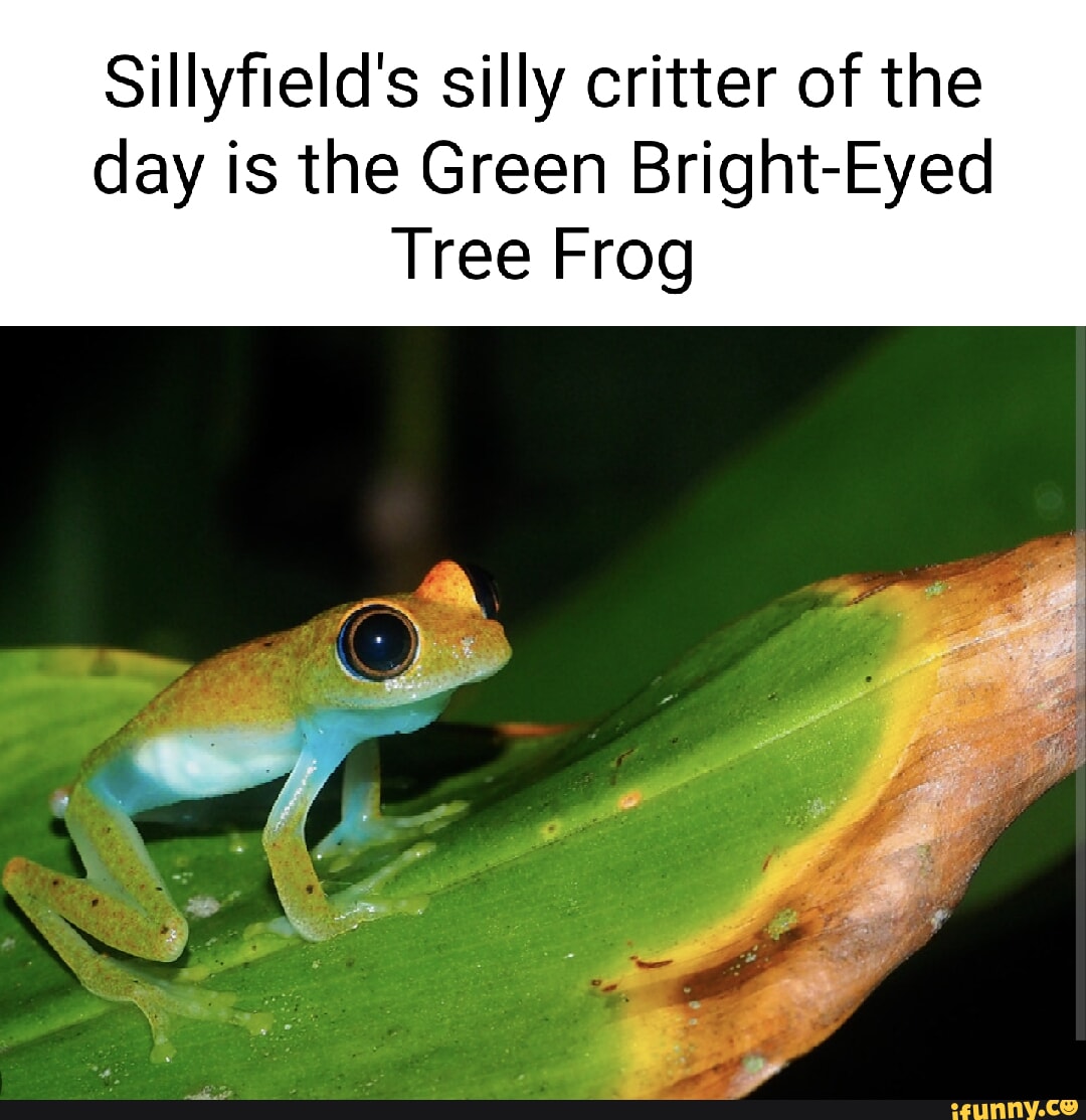 Sillyfield's silly critter of the day is the Green Bright-Eyed Tree ...