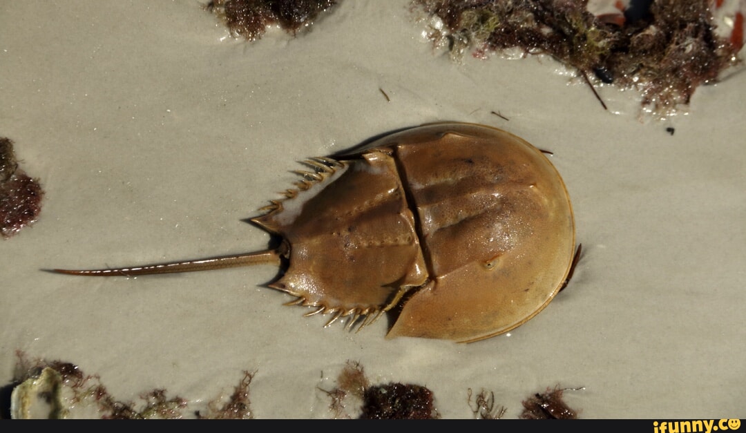 Horseshoecrab memes. Best Collection of funny Horseshoecrab pictures on ...