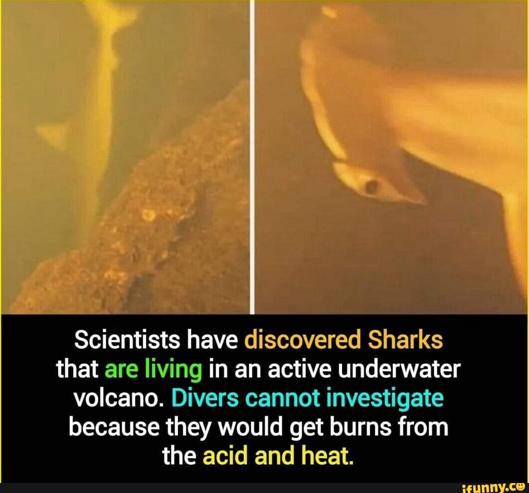 Scientists have discovered Sharks that are living in an active ...