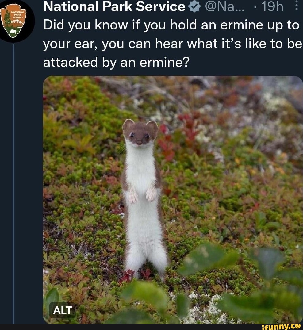 Ermine memes. Best Collection of funny Ermine pictures on iFunny