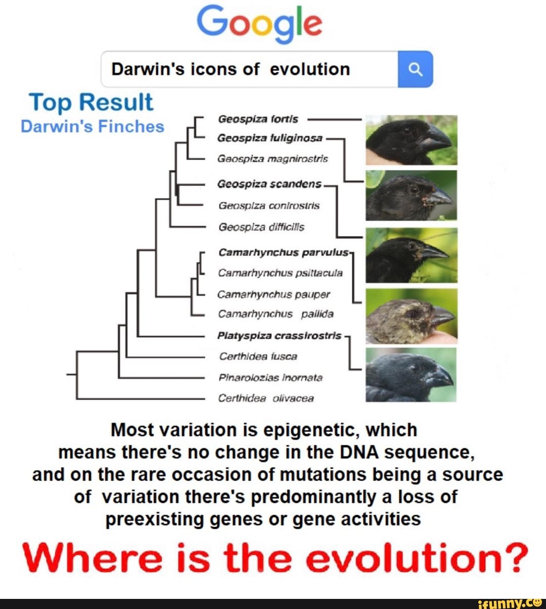 Darwin's icons of evolution Top Result Darwin's Finches Google Geospiza ...