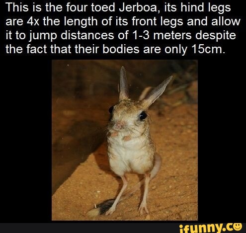 Jerboa memes. Best Collection of funny Jerboa pictures on iFunny
