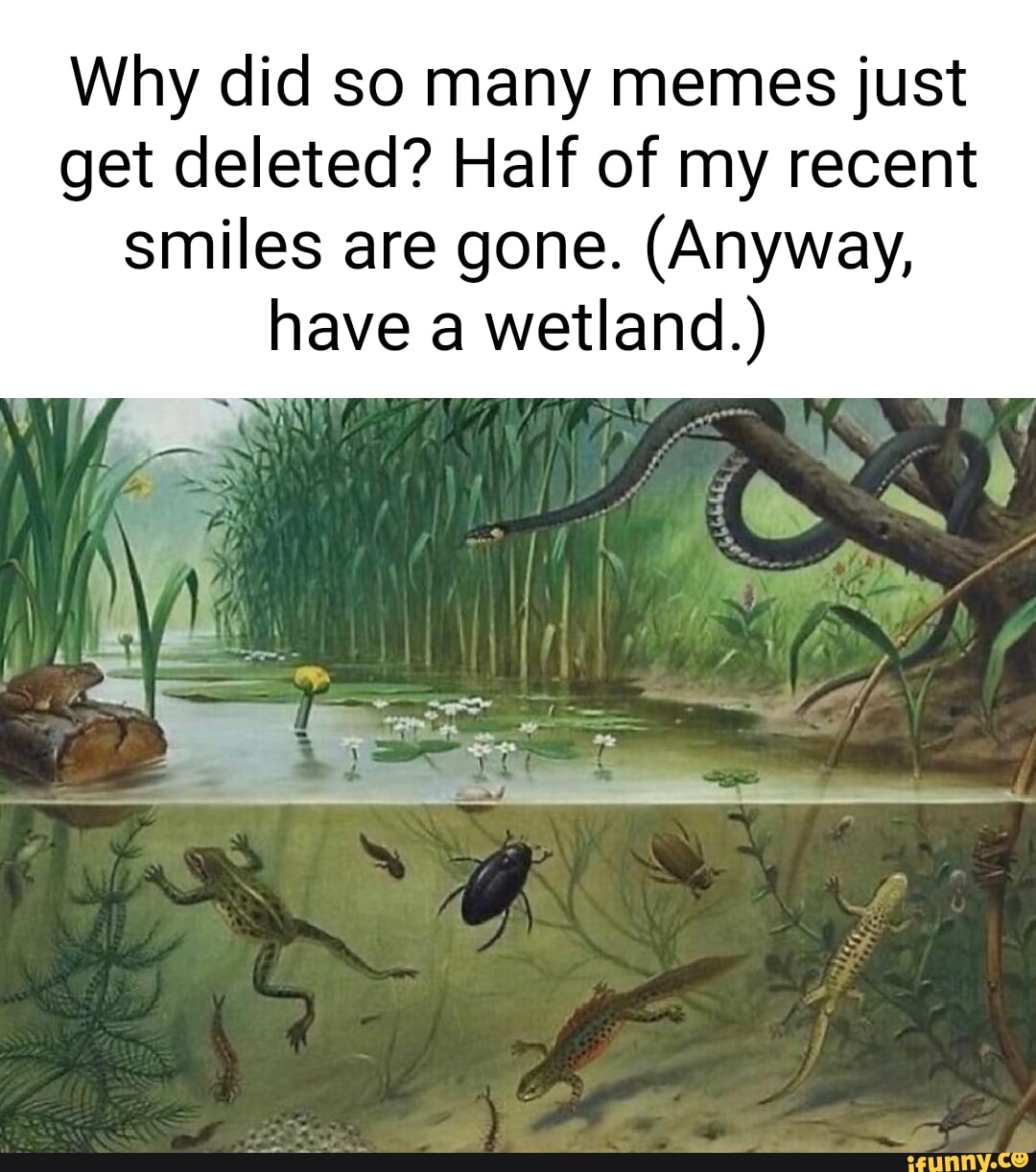 Why did so many memes just get deleted? Half of my recent smiles are ...