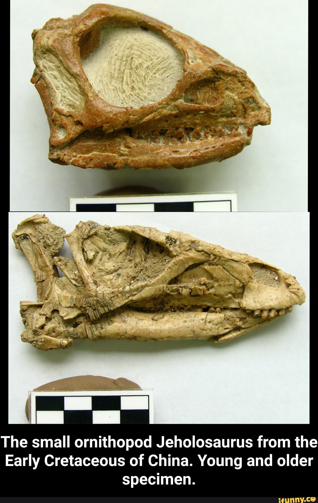 Jeholosaurus memes. Best Collection of funny Jeholosaurus pictures on ...