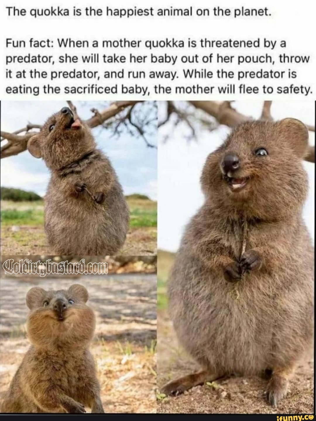 The quokka is the happiest animal on the planet. Fun fact: When a ...