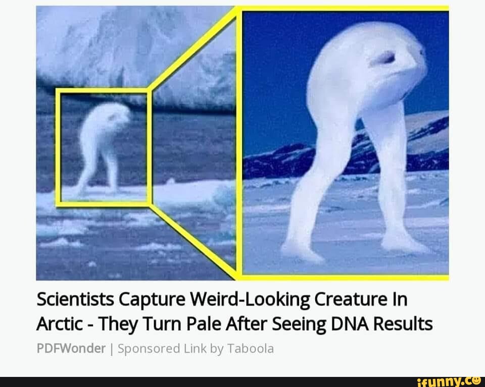 Scientists Capture Weird-Looking Creature In Arctic - They Turn Pale ...