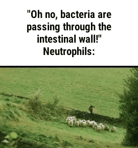 "Oh no, bacteria are passing through the intestinal wall!" Neutrophils ...